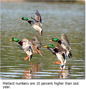 Duck numbers up slightly overall